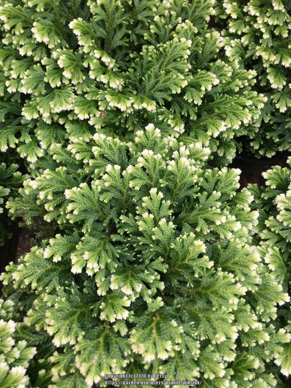 Peacock Fern (Selaginella uncinata) - Garden.org