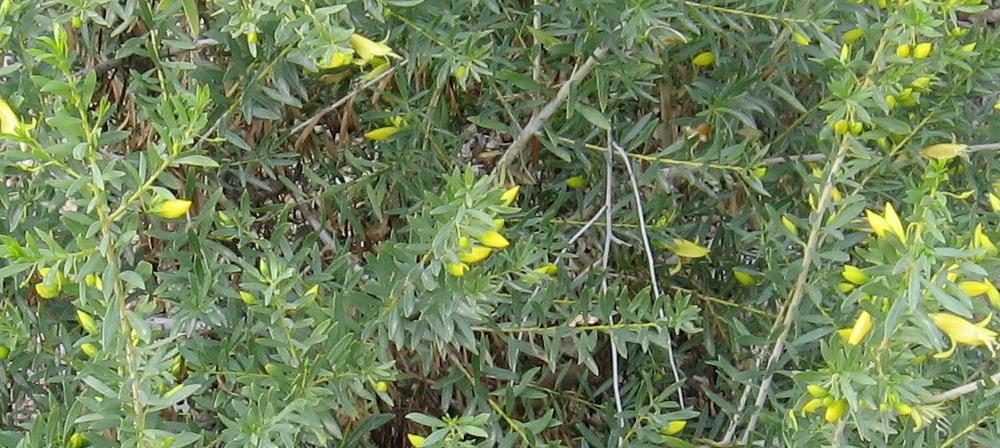 Spotted Emu Bush (Eremophila maculata) - Garden.org
