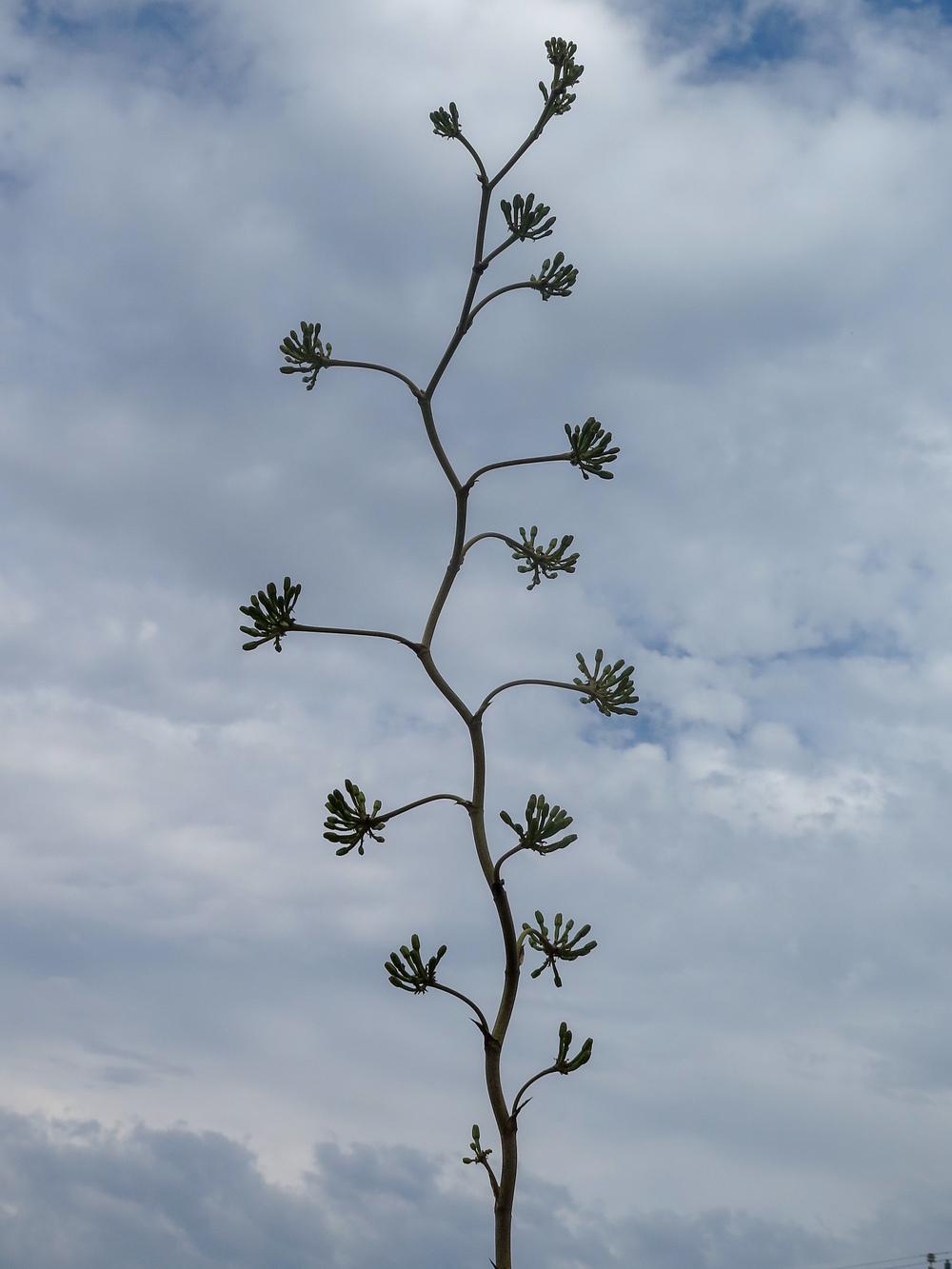 Agave 'Rosa Gorda' in the Agaves Database - Garden.org
