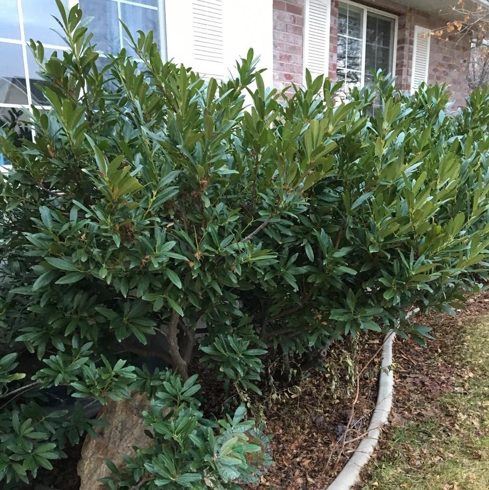 Photo of the winter interest of English Laurel (Prunus laurocerasus ...