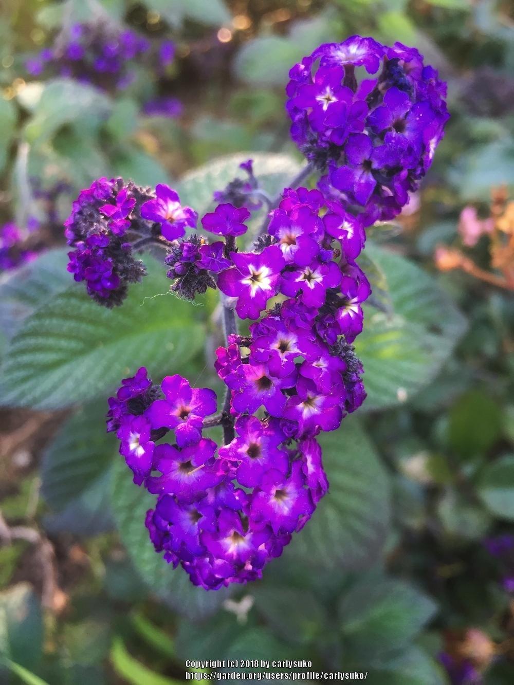 Heliotrope (Heliotropium arborescens) - Garden.org