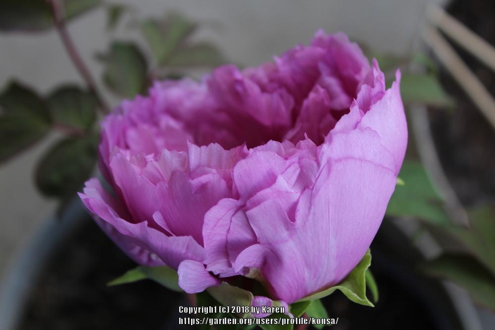 Photo of the bloom of Japanese Tree Peony (Paeonia x suffruticosa ...