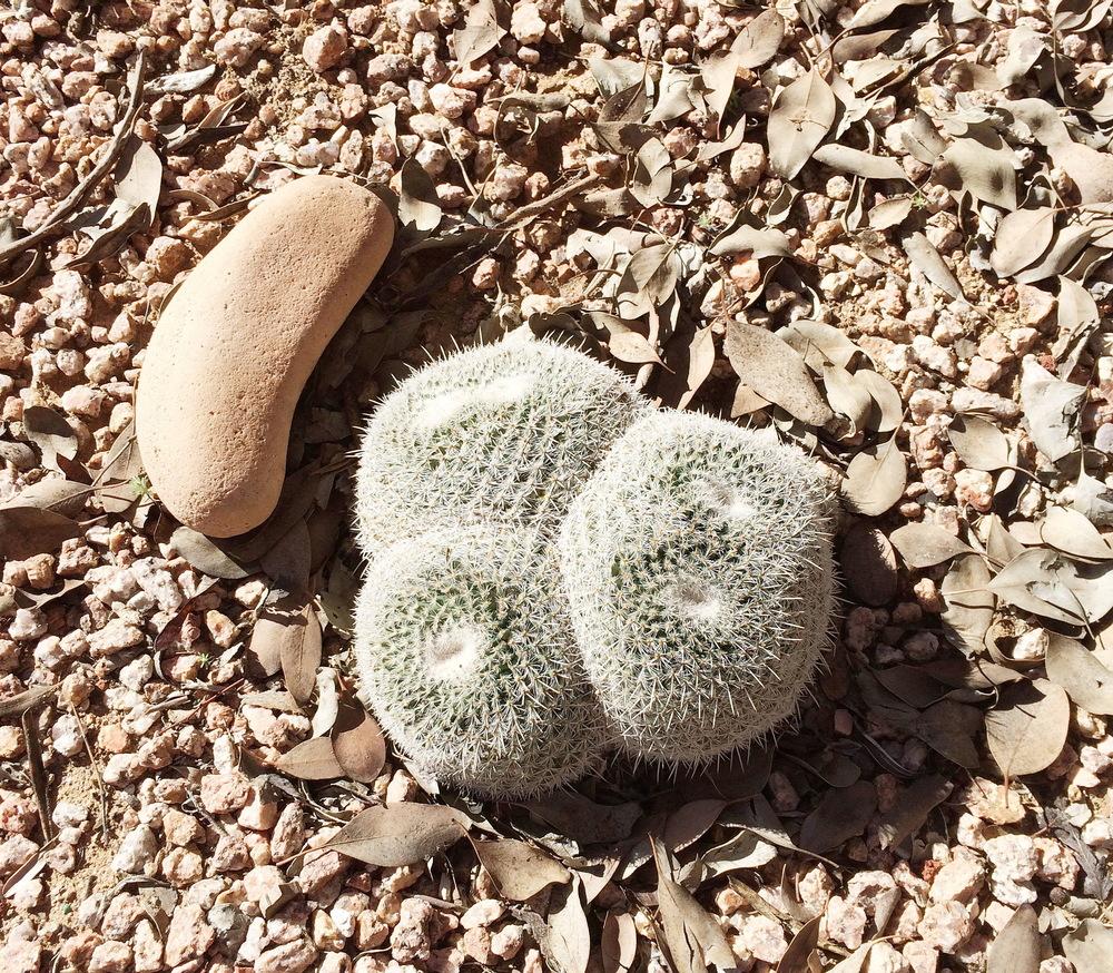 Mammillarias: Plant Care and Collection of Varieties - Garden.org