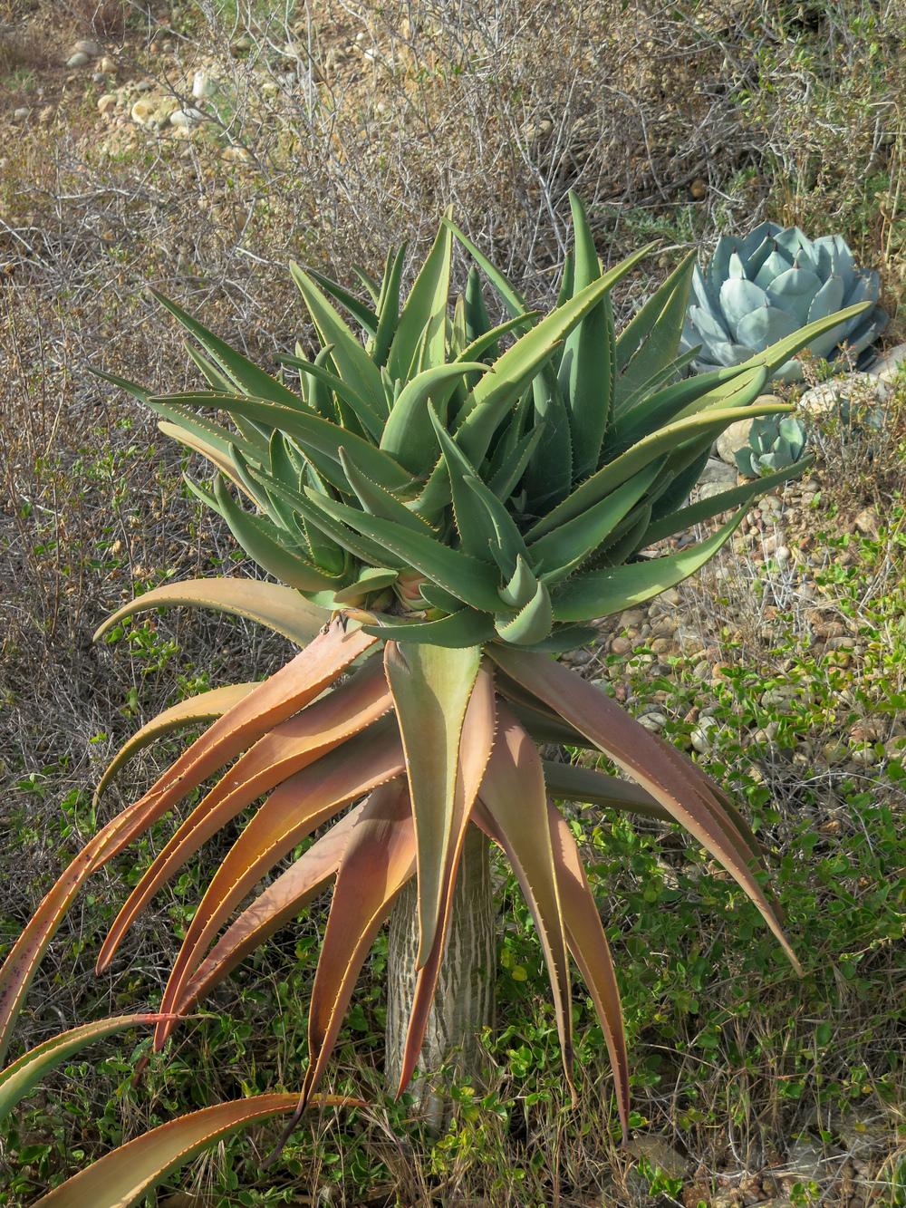 Aloes: Plant Care and Collection of Varieties - Garden.org