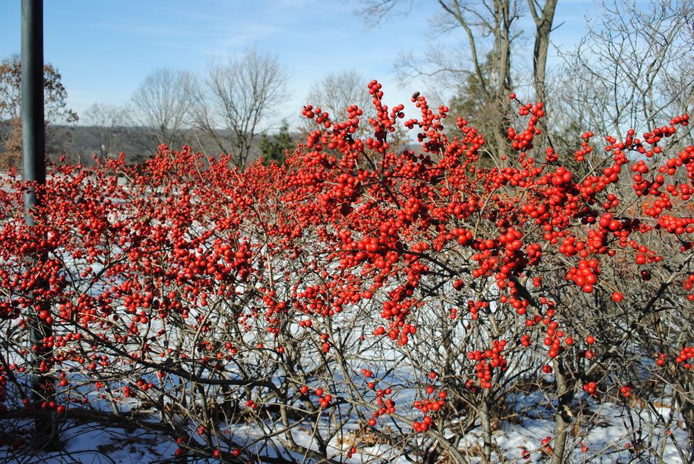Ilex: Plant Care and Collection of Varieties - Garden.org