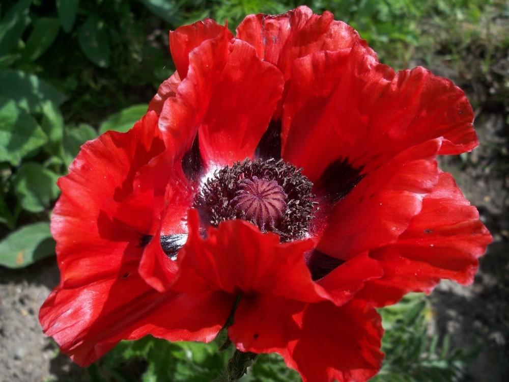 Oriental Poppy (hybrid?) in the Perennials forum - Garden.org