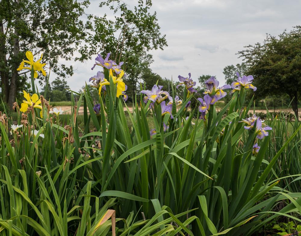 Spuria irises evergreen? in the Irises forum - Garden.org