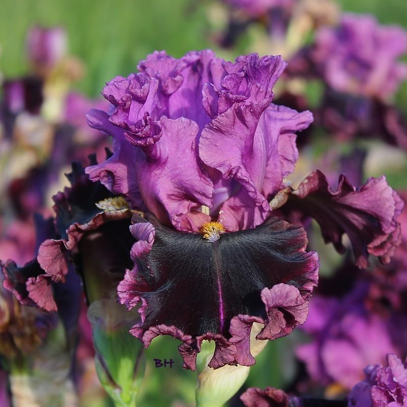 Tall Bearded Iris (Iris 'Toge et Sari') in the Irises Database - Garden.org