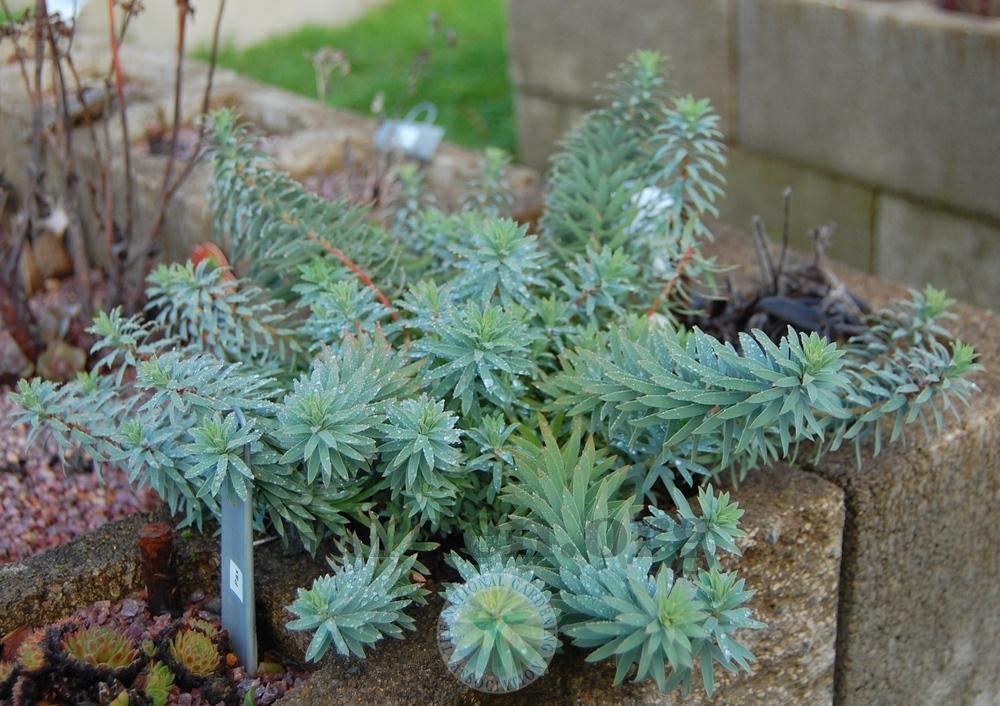Spurge (Euphorbia 'Blue Haze') in the Euphorbias Database - Garden.org