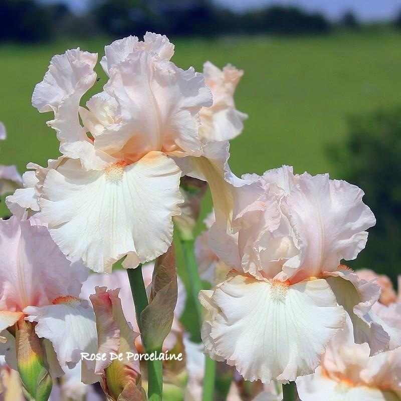 Tall Bearded Iris (Iris 'Rose de Porcelaine') in the Irises Database ...