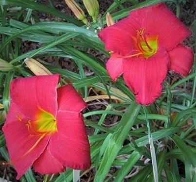 Daylily (Hemerocallis 'Ruby Slippers') in the Daylilies Database ...