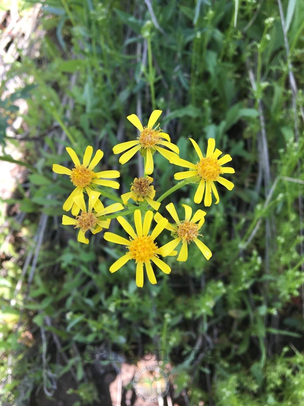 Senecio integerrimus var. exaltatus - Garden.org