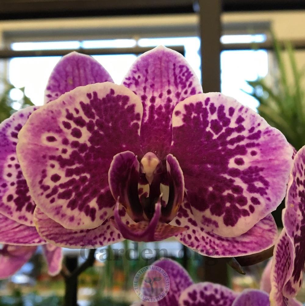 Moth Orchid (Phalaenopsis OX Happy Girl) - Garden.org