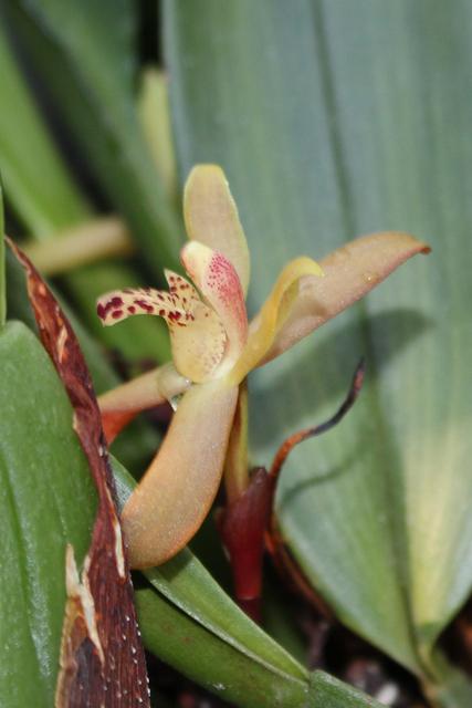 Orchid (Maxillaria rufescens) - Garden.org
