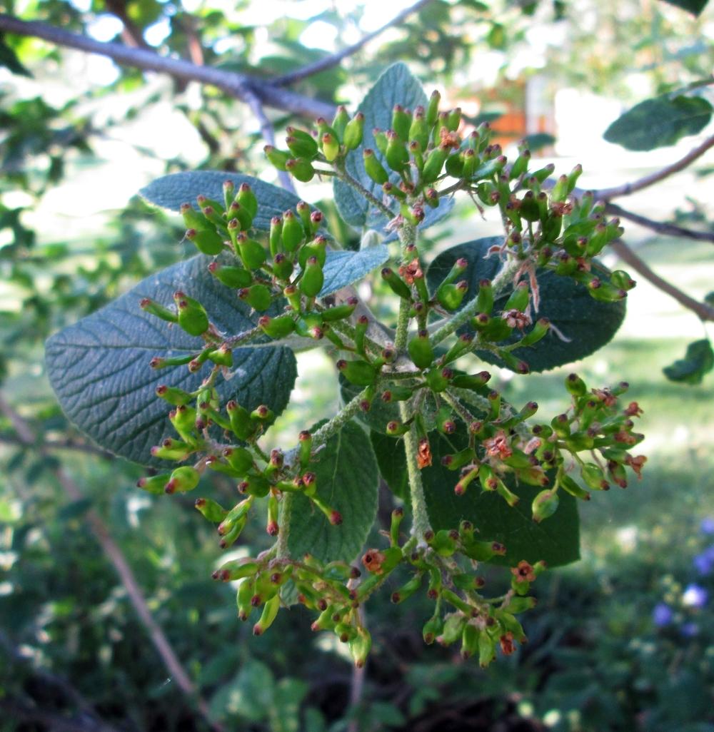Wayfaring Tree (Viburnum lantana 'Mohican') in the Viburnums Database ...