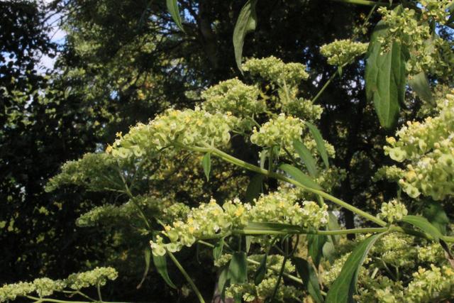 Patrinia monandra - Garden.org