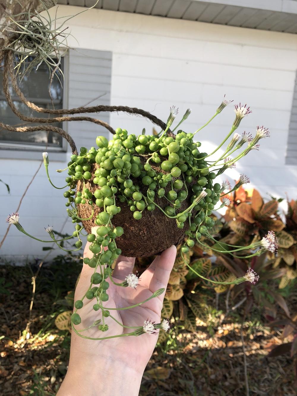 Photo of the bloom of String of Pearls (Curio rowleyanus) posted by ...