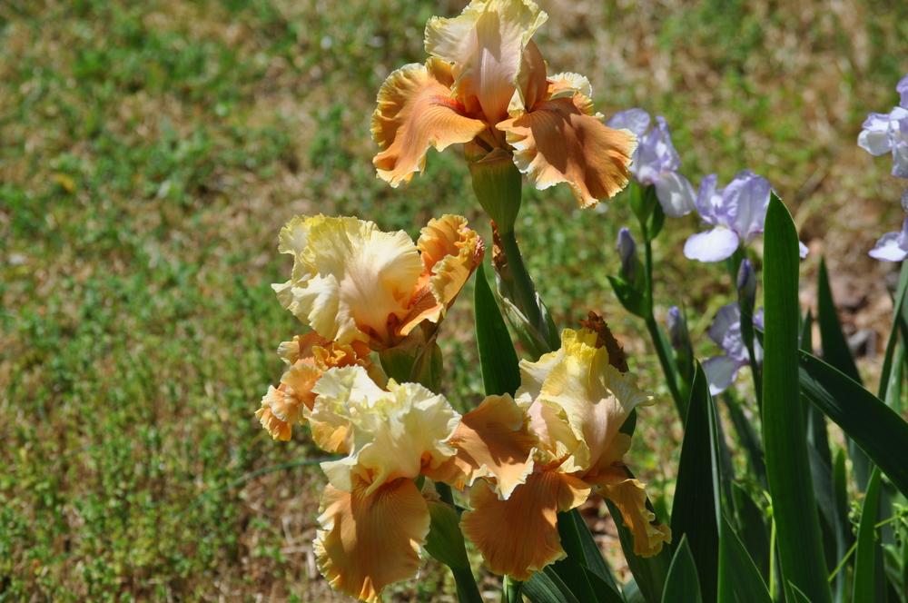 Photo of the bloom of Tall Bearded Iris (Iris 'Fall Fiesta') posted by ...