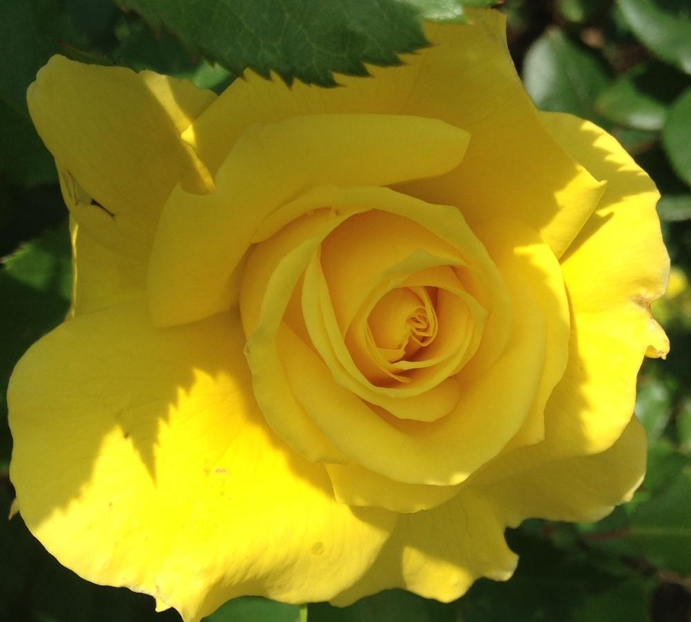 Rose (Rosa 'Sunsprite') in the Roses Database - Garden.org