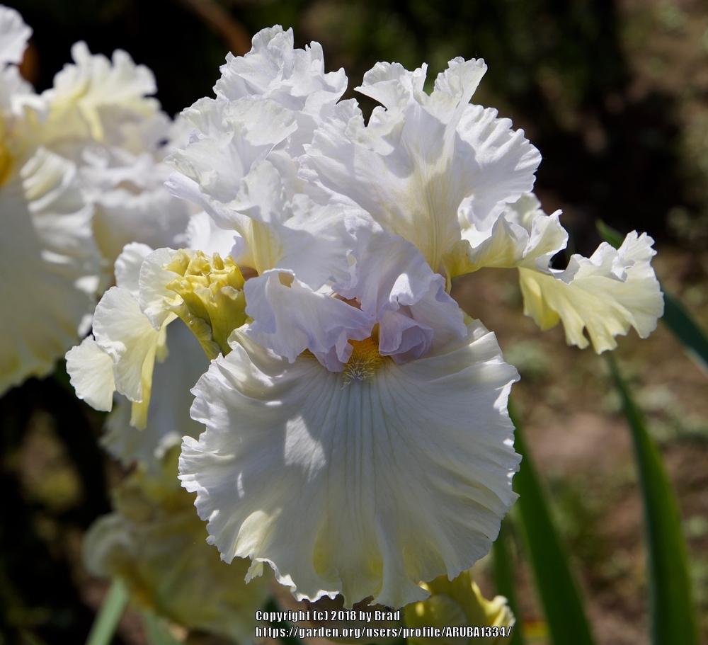 Photo of the bloom of Tall Bearded Iris (Iris 'Ivory Castle') posted by ...