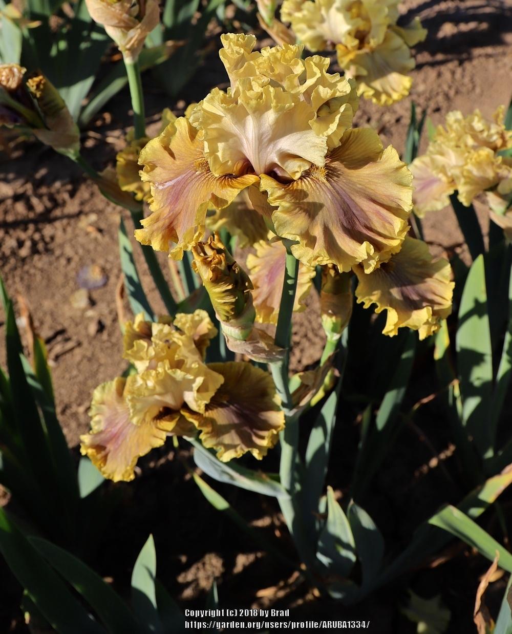 Photo of the bloom of Tall Bearded Iris (Iris 'Buckskin Ruffles ...