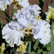 Tall Bearded Iris (Iris 'Ivory Castle') in the Irises Database - Garden.org