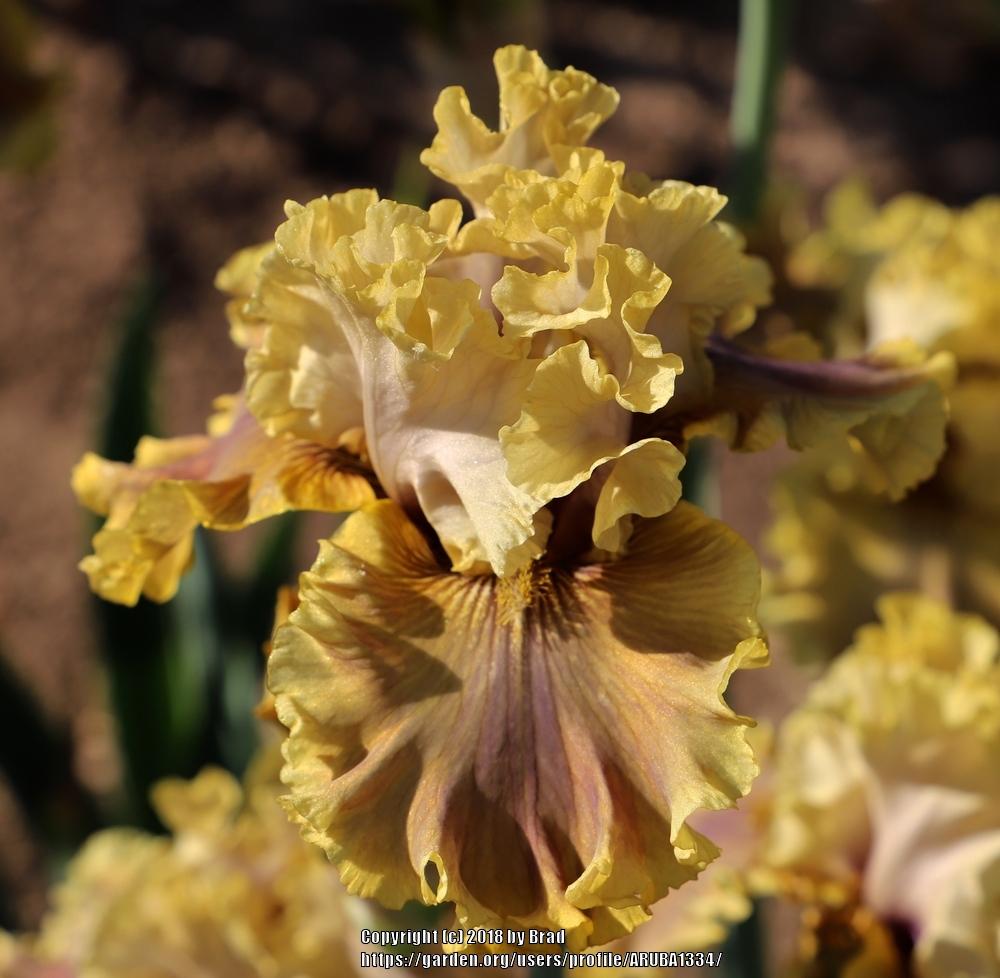 Photo of the bloom of Tall Bearded Iris (Iris 'Buckskin Ruffles ...