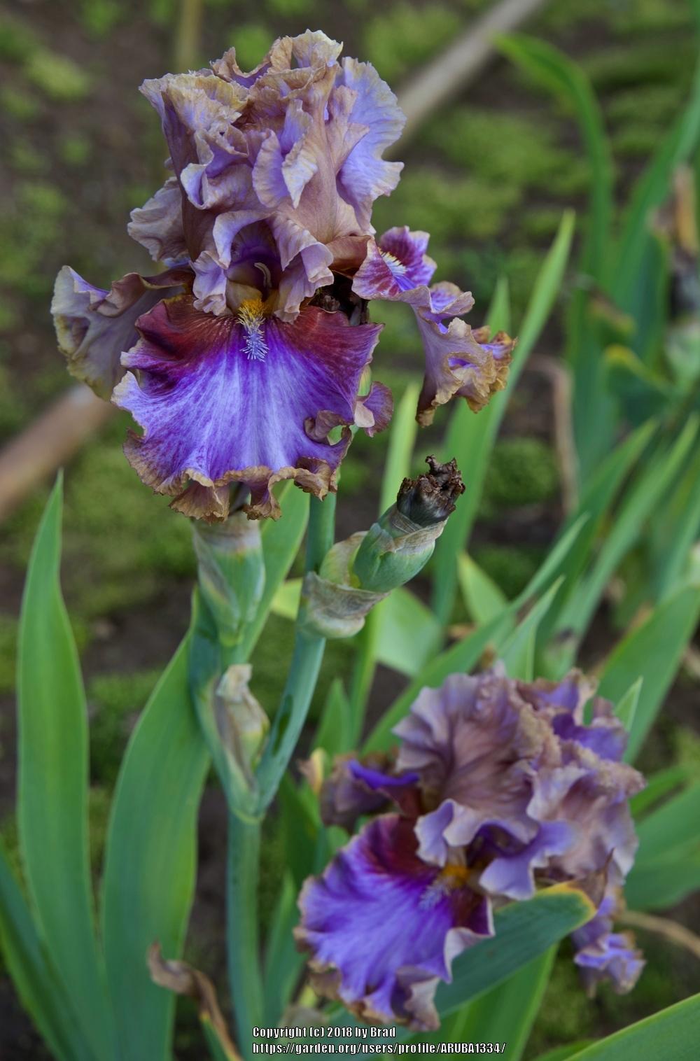 Photo of the bloom of Tall Bearded Iris (Iris 'Panjandrum') posted by ARUBA1334 - Garden.org