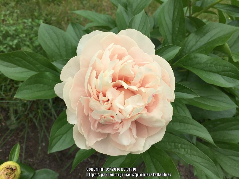 Peony (Paeonia 'Europa') in the Peonies Database - Garden.org