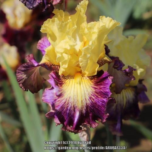 Tall Bearded Iris (Iris 'Spring Celebration') in the Irises Database ...