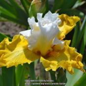 Tall Bearded Iris (Iris 'Certain Magic') in the Irises Database ...