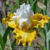 Tall Bearded Iris (Iris 'Certain Magic') in the Irises Database ...