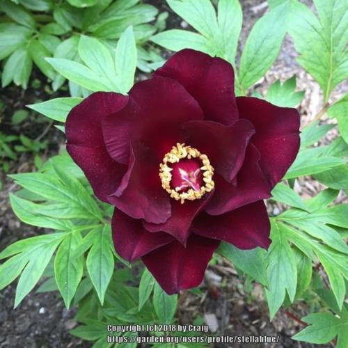 Intersectional Hybrid Peony (Paeonia 'Chief Black Hawk') in the Peonies Database - Garden.org