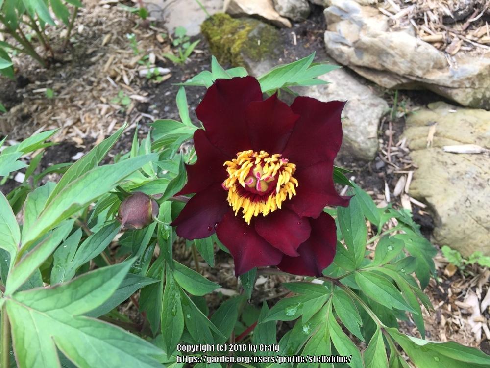 Intersectional Hybrid Peony (Paeonia 'Dark Eyes') in the Peonies ...