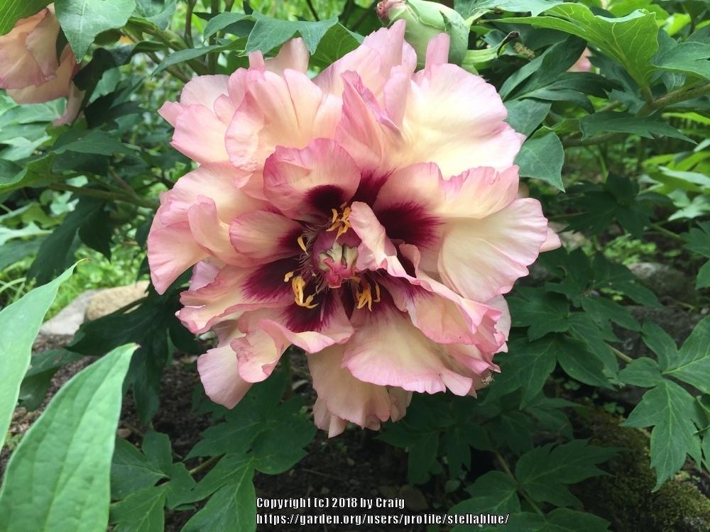 Photo of the bloom of Lutea Hybrid Tree Peony (Paeonia 'Country Sunset ...