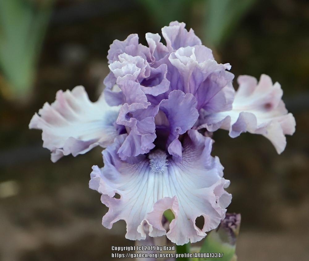 Photo of the bloom of Tall Bearded Iris (Iris 'Blushing Doll') posted ...