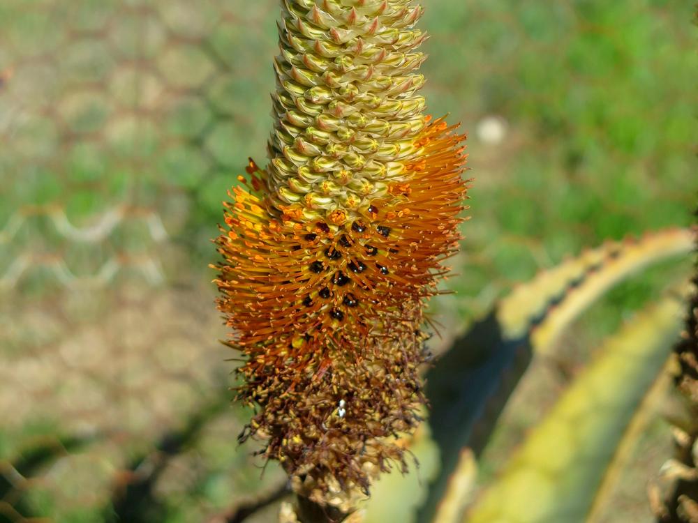 Photo of the bloom of Lebombo Aloe (Aloe spicata) posted by Baja ...