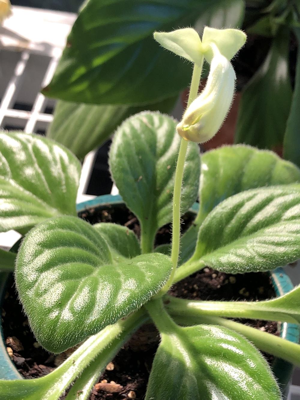 Chirita/Primulina ID in the Plant ID forum - Garden.org