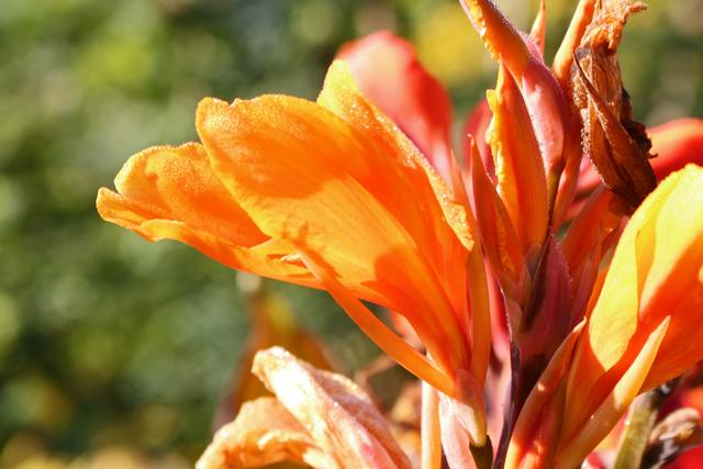 Canna 'Tali' in the Cannas Database - Garden.org