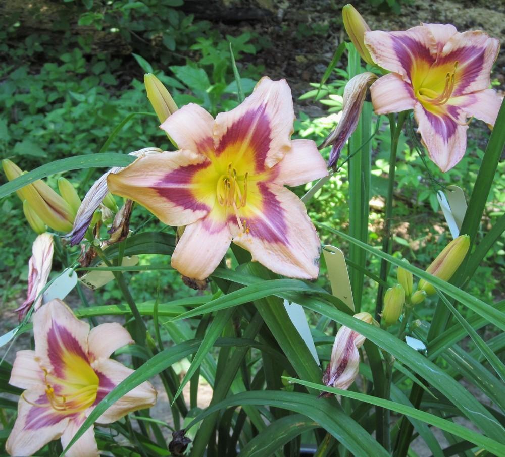 Daylily (Hemerocallis 'Bold Marauder') in the Daylilies Database - Garden.org