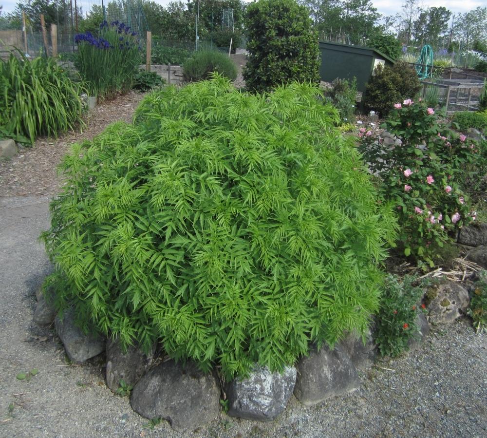 False Hemp (Datisca cannabina) - Garden.org