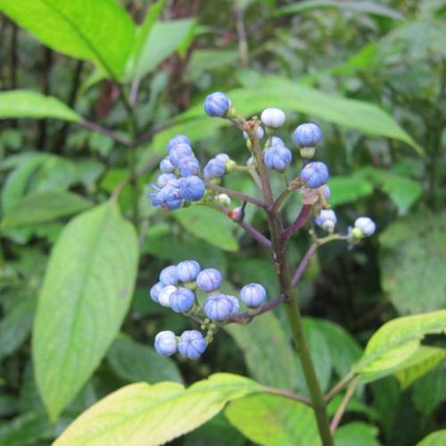 Blue Evergreen Hydrangea (Hydrangea febrifuga) in the Hydrangeas ...