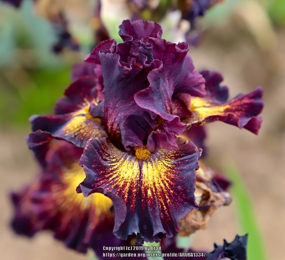 Photo of the bloom of Tall Bearded Iris (Iris 'Kiss the Night') posted ...