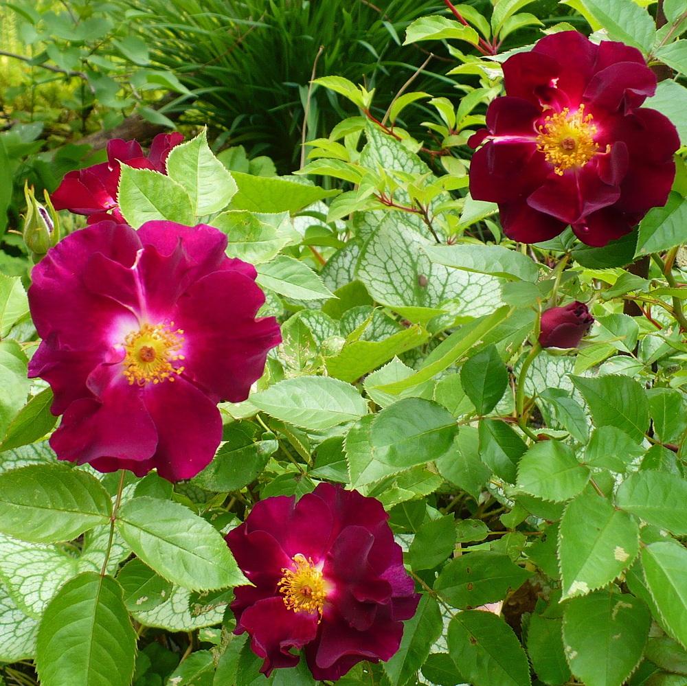 Photo of the bloom of Rose (Rosa 'Night Owl') posted by HemNorth ...