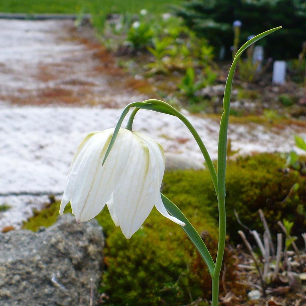 Photo of the leaves of White Fritillary (Fritillaria meleagris 'Alba ...