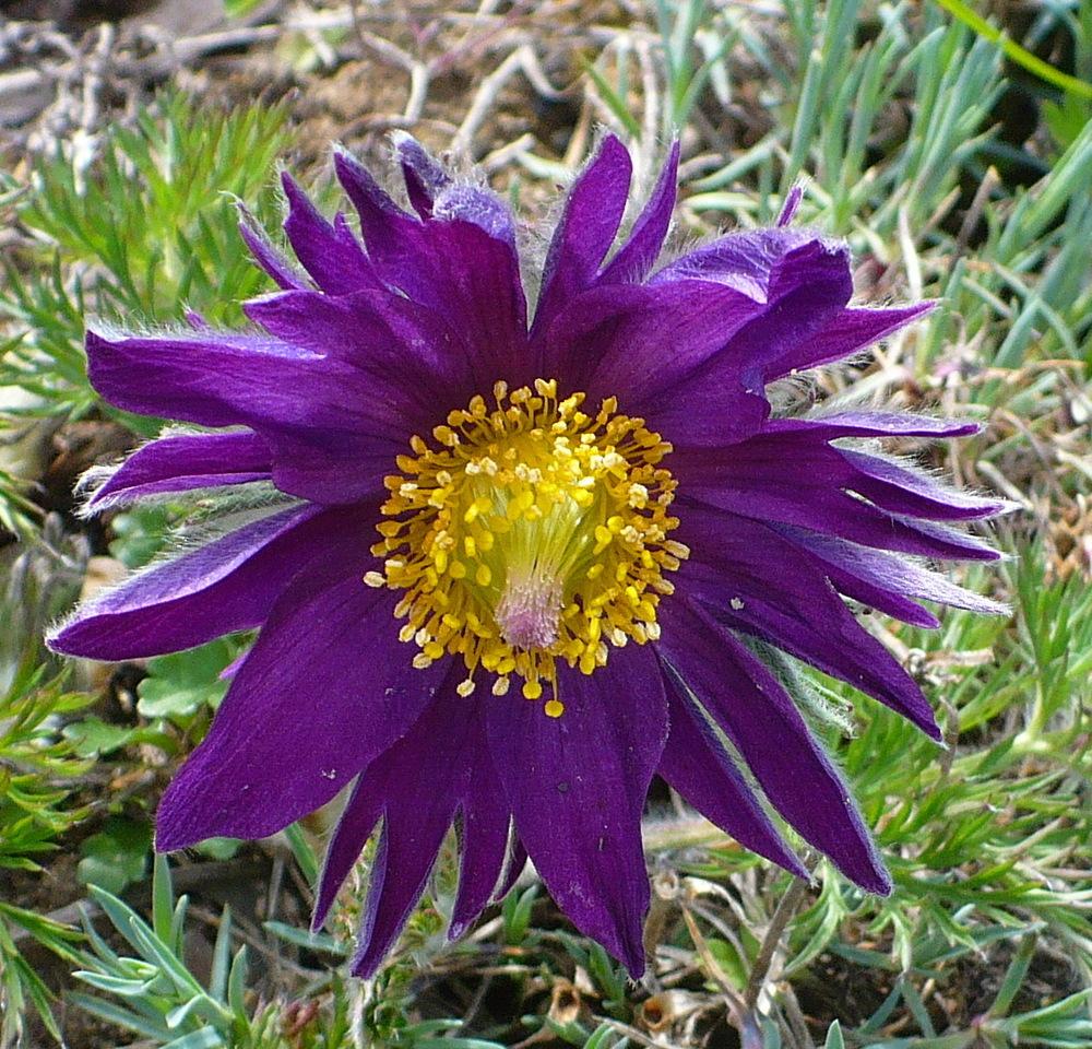 Pasque Flower (Pulsatilla vulgaris 'Papageno') - Garden.org