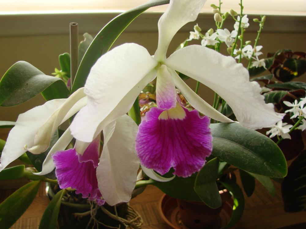 Orchid (Cattleya Eximia) - Garden.org