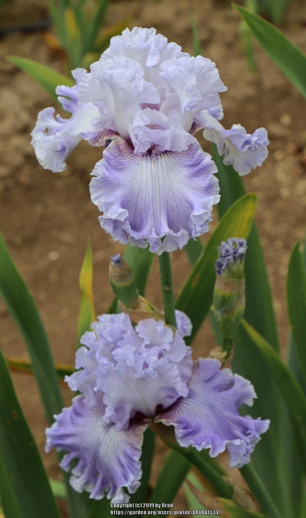 Photo of the bloom of Tall Bearded Iris (Iris 'Treasure Bay') posted by ARUBA1334 - Garden.org