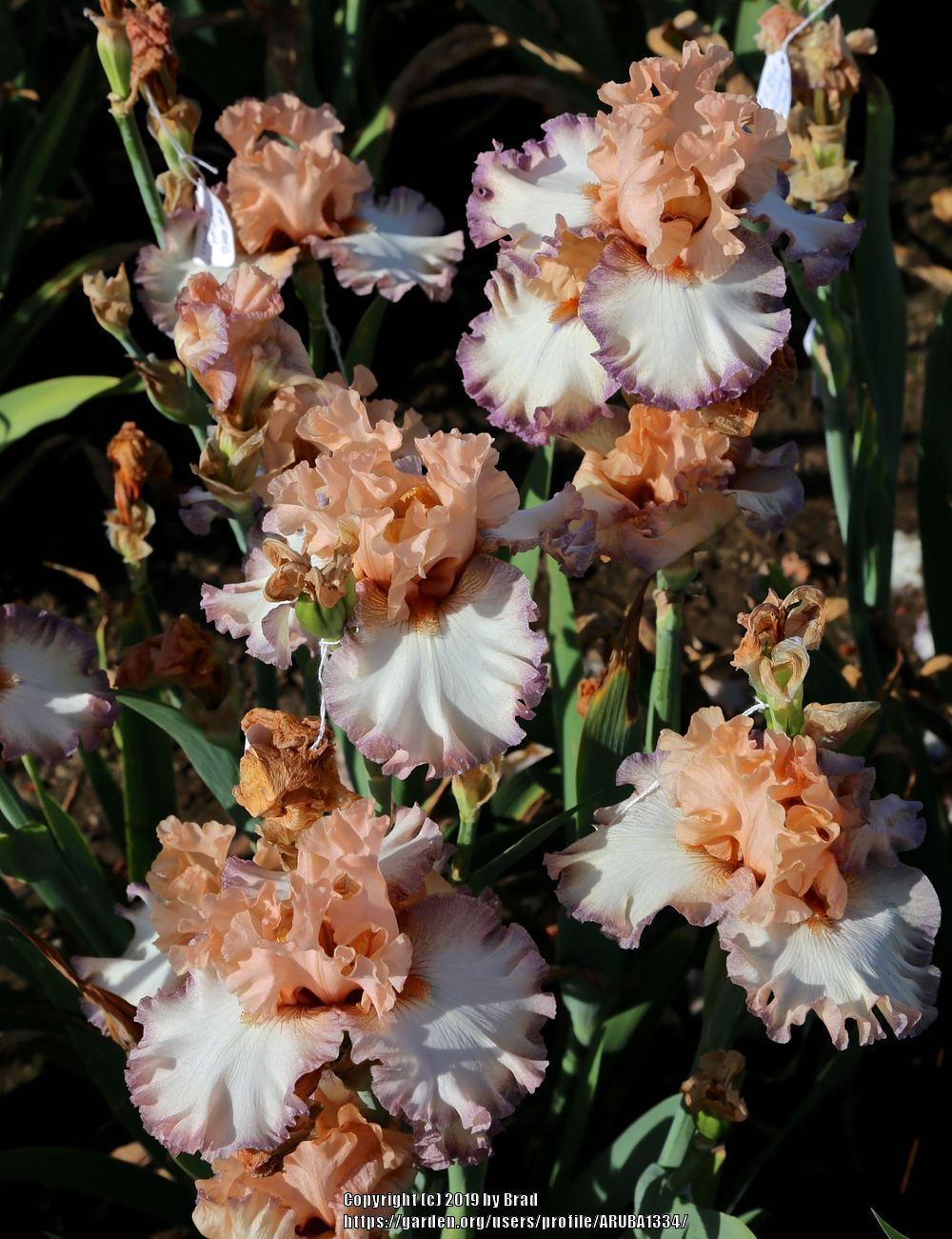 Photo of the bloom of Tall Bearded Iris (Iris 'Beautician') posted by ...