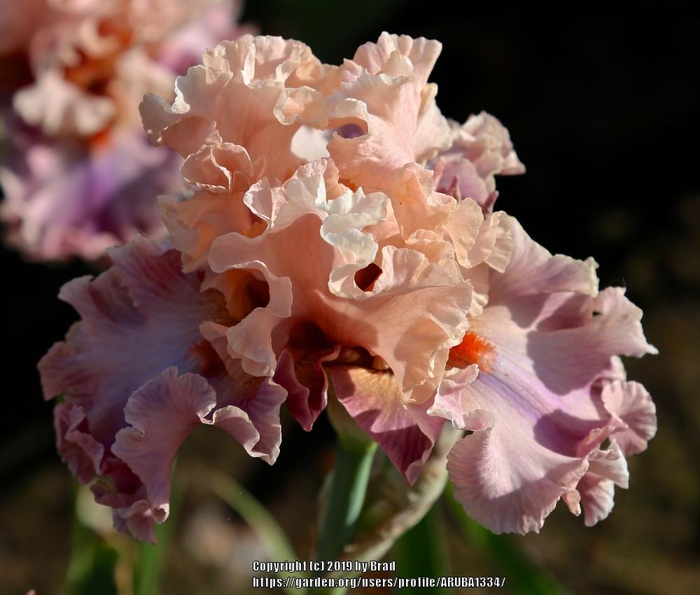 Photo of the bloom of Tall Bearded Iris (Iris 'Secret Hopes') posted by ...